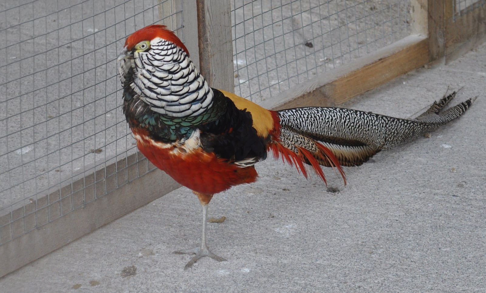 ZOOTOGRAFIANDO (6.100 ANIMALS): FAISÁN DE LADY AMHERST / LADY AMHERST´S ...