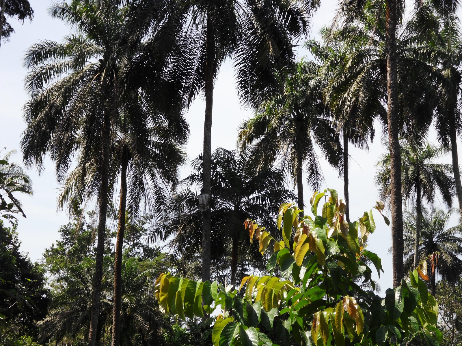 Sierra Leone - The Land Of Contrasts: Every Village Needs A Good Limba!