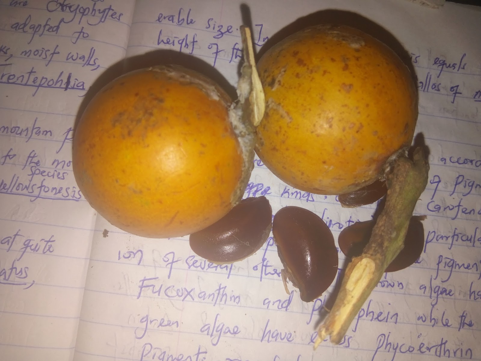 5 UNBELIEVABLE Health Benefits Of African Cherry (Agbalumo, Udara ...