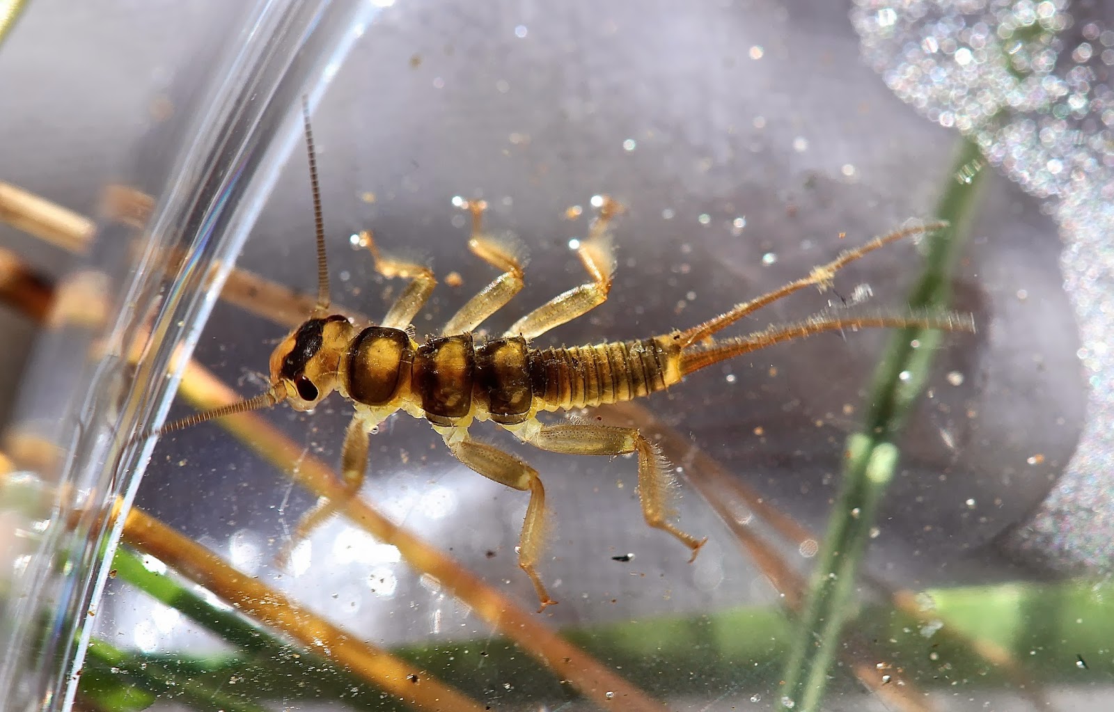 Aquatic Insects of Central Virginia: Colorful stoneflies at the Lynch River
