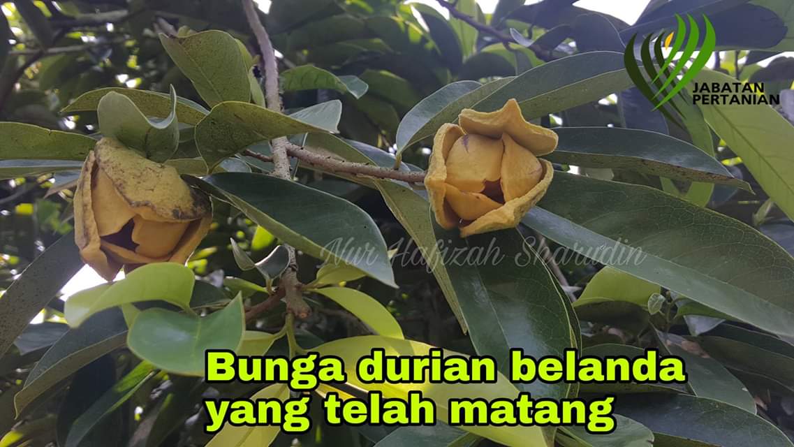 Nur Hafizah Sharudin's Blog: KENAPA BENTUK BUAH DURIAN BELANDA (Annona muricata) BENGKOK?