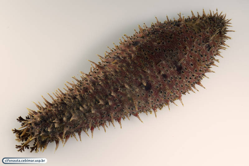 Hidrofilia: Conhecendo os Equinodermos