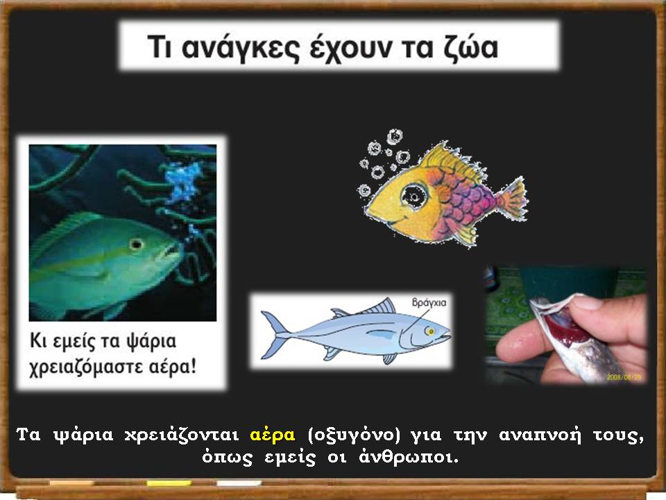 Παίζω και μαθαίνω: ΤΑ ΖΩΑ