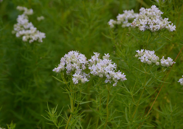 Woods Walks and Wildlife: Woodcocks and Warblers and More (or: Why ...