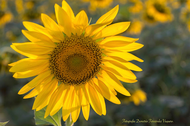 Girasol, Mirasol o Helianthus annuus | Fotografía Demetrio Fernández