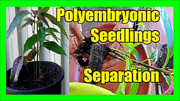 Polyembryonic Seedlings Separation : Monoembryonic vs. Polyembryonic ...