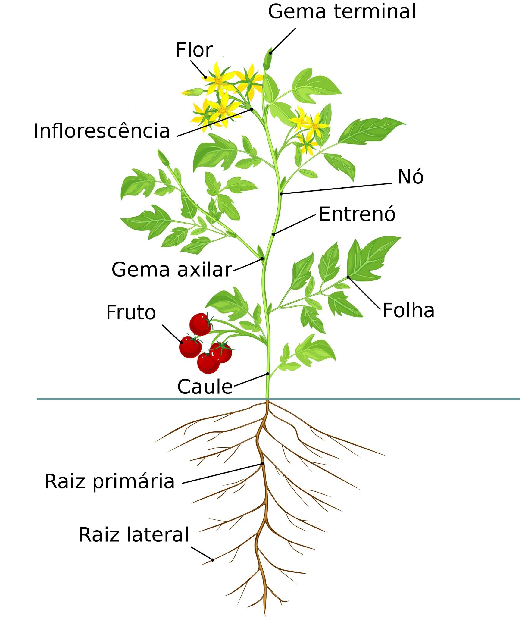 Professor Jimmy Oliveira: 2º ANO - CAPÍTULO 8 - MORFOLOGIA DAS ANGIOSPERMAS