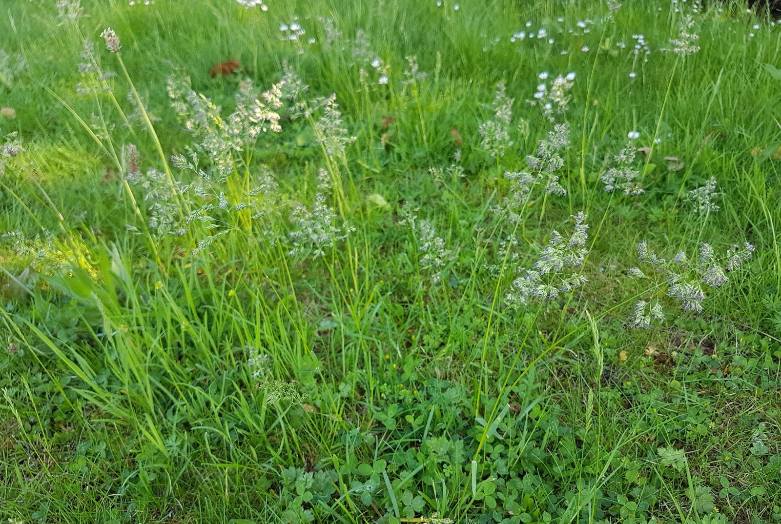 Michael Peverett: At a glance: Smooth and Rough Meadow-grass