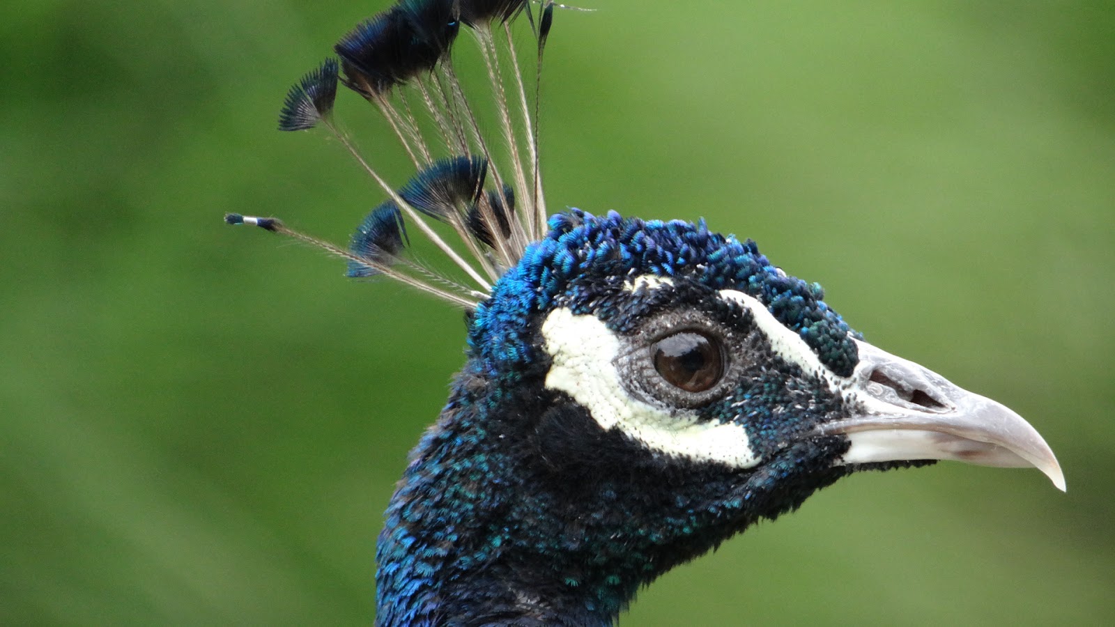 My Fun Photography: Awesome Birds In Their Beauty..........