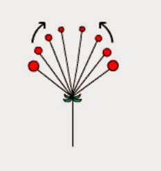 Inflorescencias : Clasificación de las inflorescencias indeterminadas ...