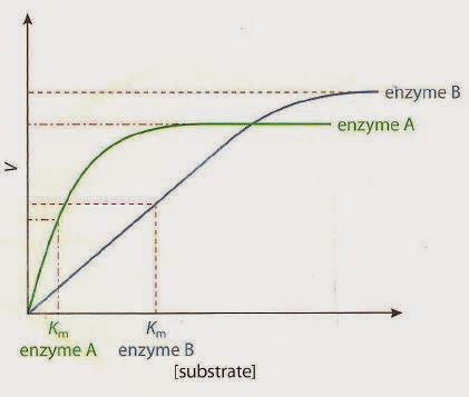 IB Chemistry (HL): B7 Enzymes