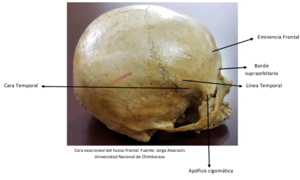 ANATOMÍA HUMANA: NEUROANATOMÍA : Imágenes: Hueso del cránero