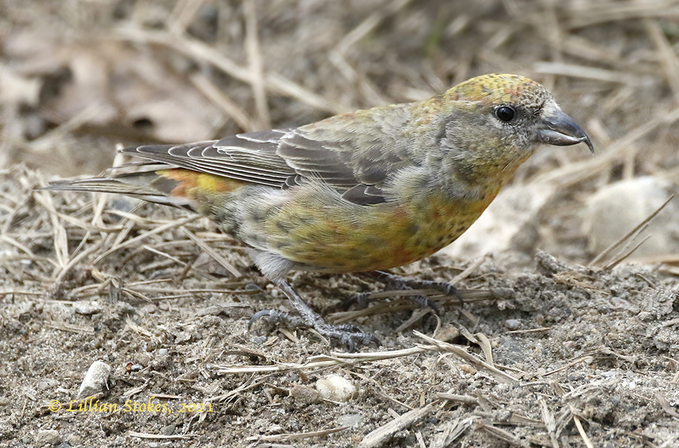 STOKES BIRDING BLOG: Red Crossbills are still in New England, will they ...