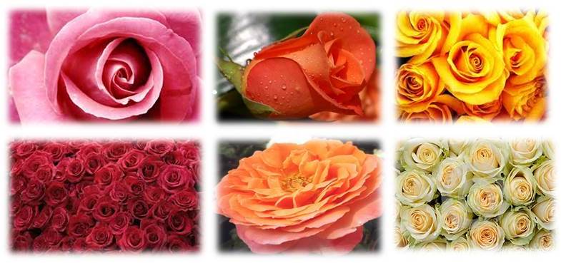 Yellow Canary Flowers: The Birth Flower for June: The Classic Rose or ...