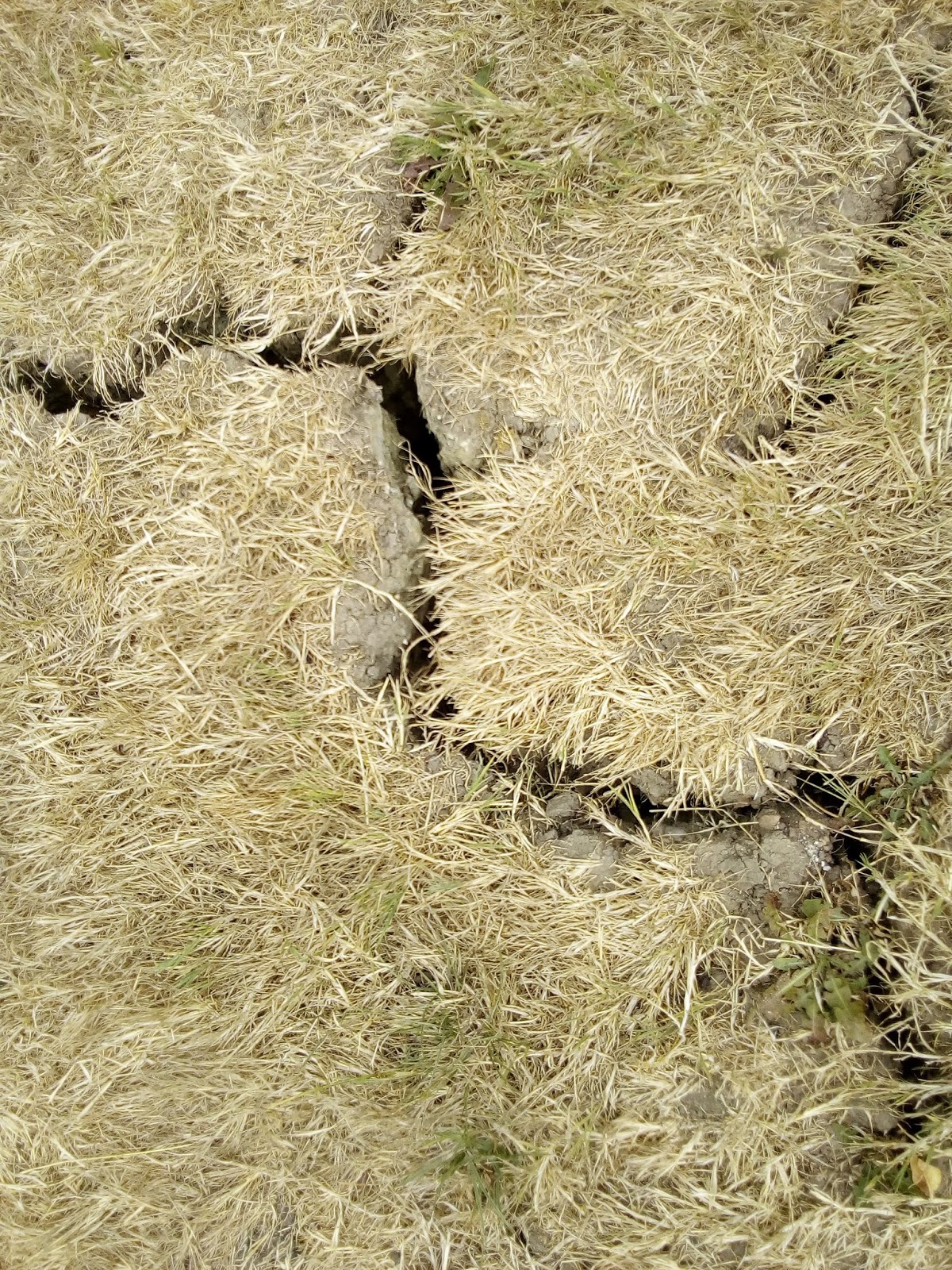 ripplestone review: Summer Ran Dry...