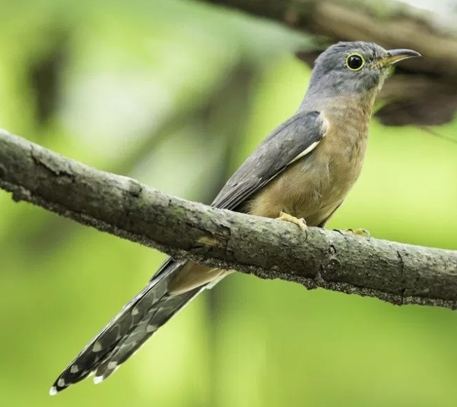 LEGENDA BURUNG KEDASIH - Begawan Tung