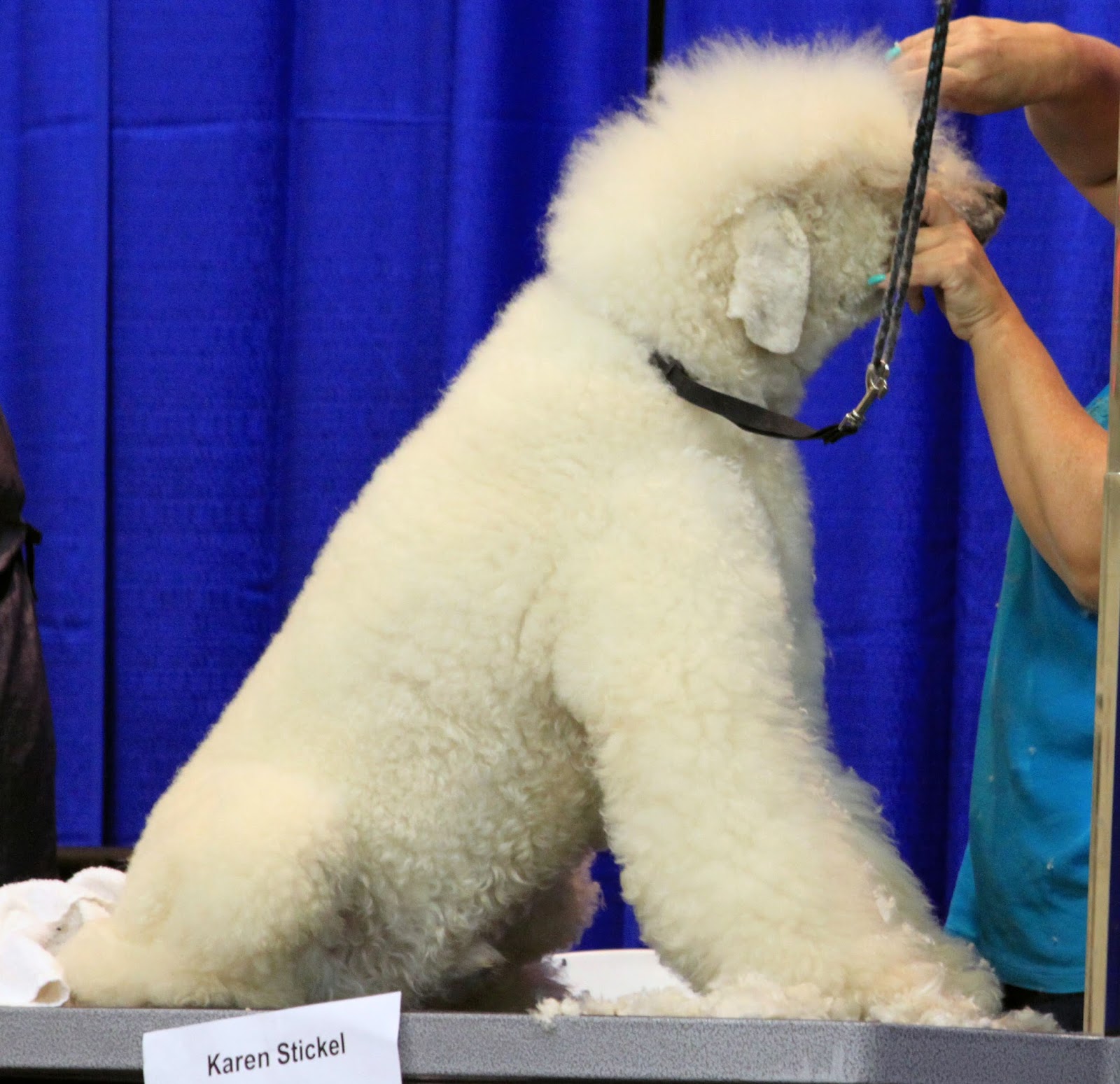 Pet Grooming: The Good, The Bad, & The Furry: Creative Grooming Hershey ...