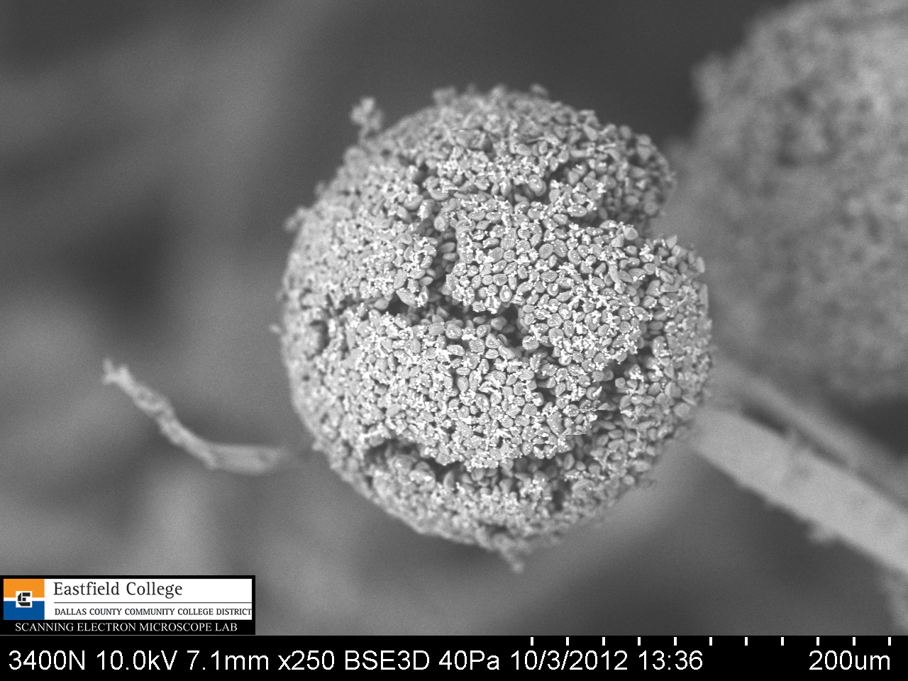 Scanning Electron Microscope Blog: Fungi - Images for Eastfield College ...