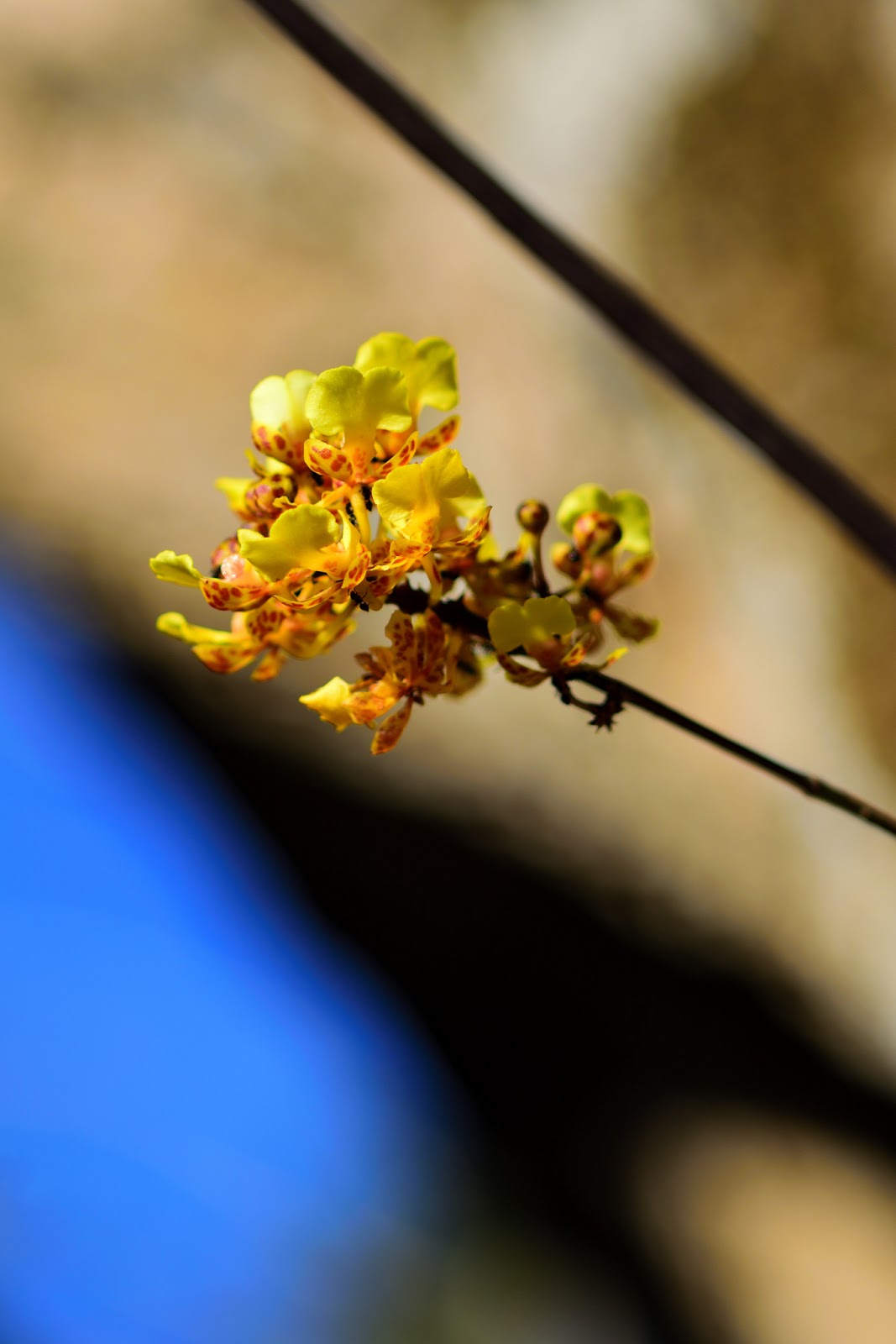 Golden Orchid in Puriscal
