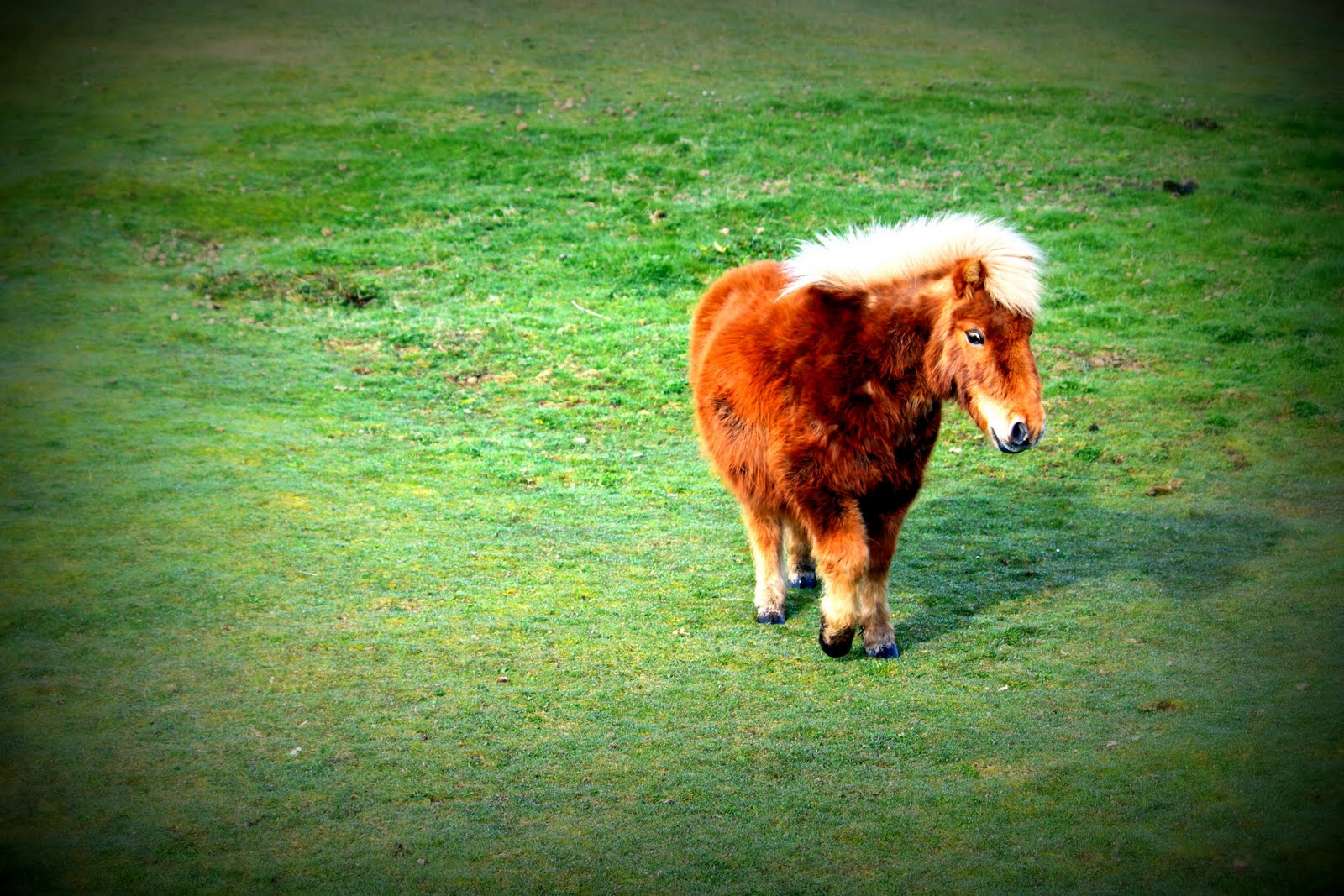 fairbetty's world: Orkney