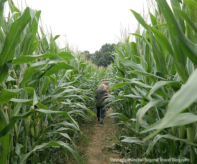 Pennsylvania & Beyond Travel Blog: Family Fun at Strites Orchard's Corn ...