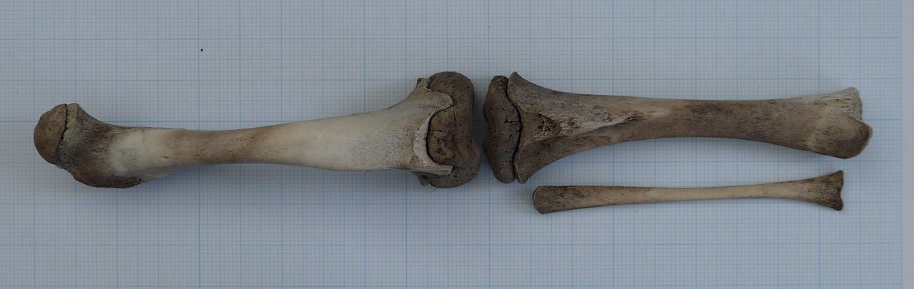 故有事: 反芻類の脛骨と腓骨⑥ Tibia and fibula of Ruminant