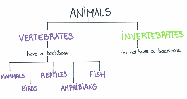 HG SCIENCE CORNER : Animal Classification