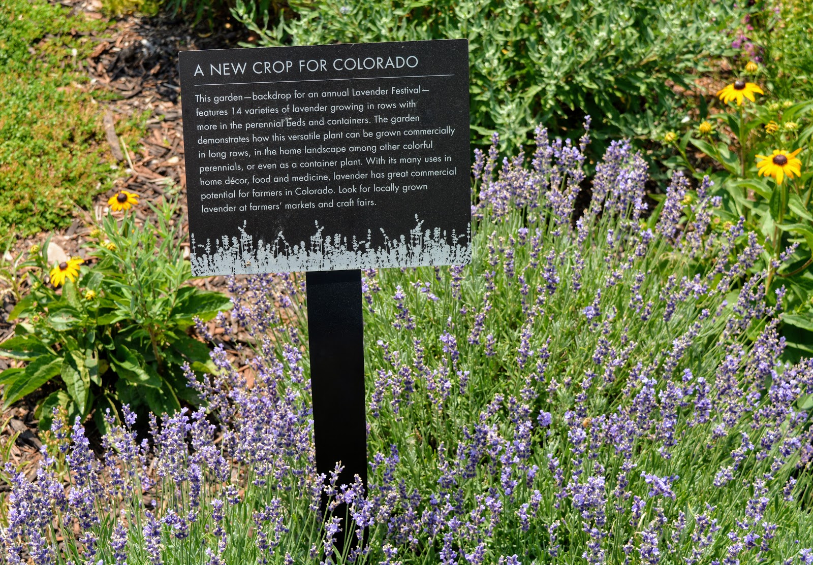 Mille Fiori Favoriti: Lavender Festival at the Denver Botanic Gardens ...