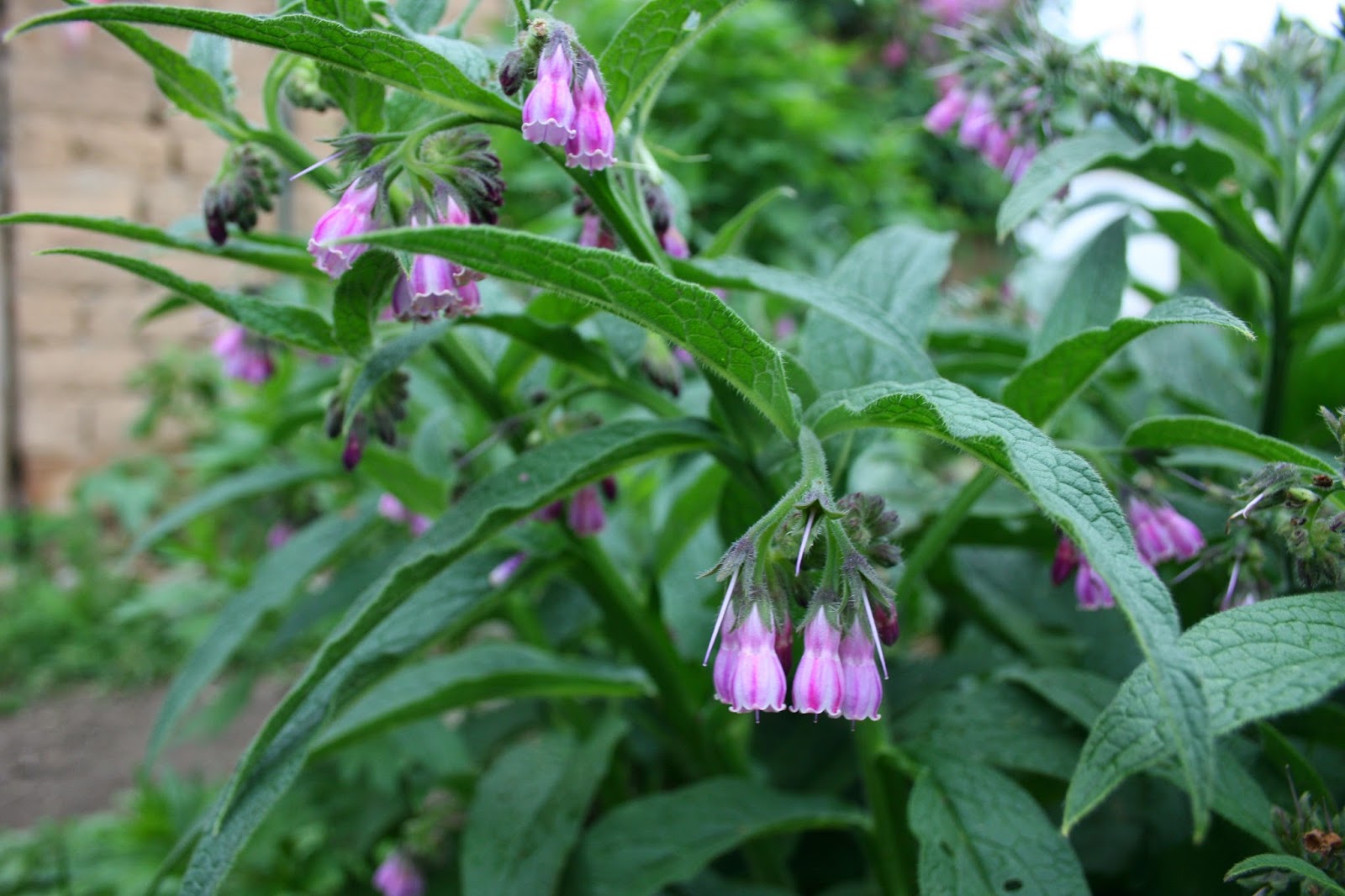 Balkan Ecology Project : Comfrey - BELIEVE the HYPE!