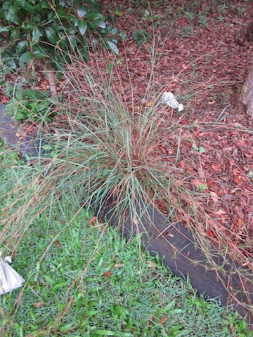 Tom and Anne's Garden: Barbed Wire Grass