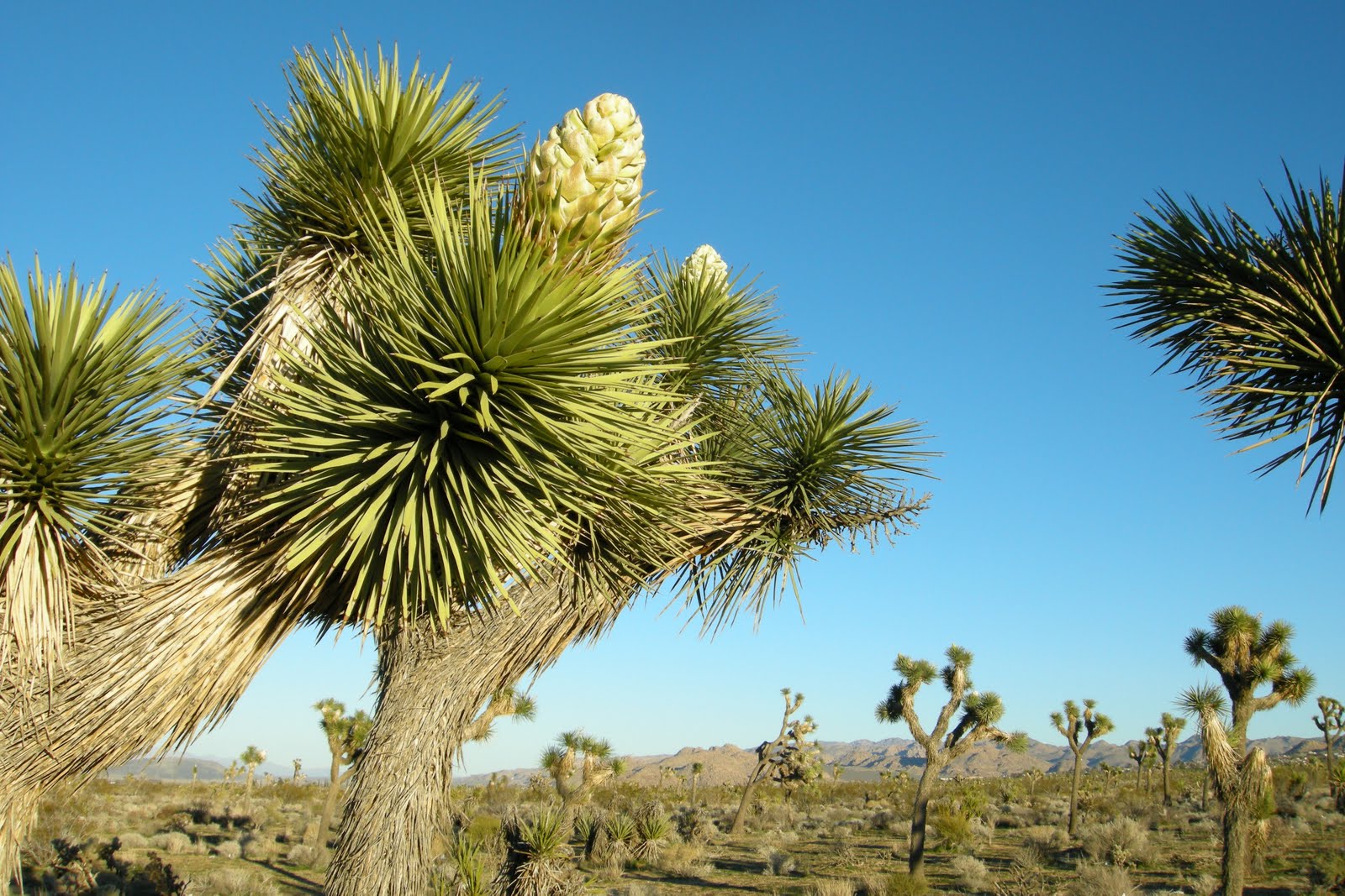 Mickey Luckman, JBWD Director: Why recharge Joshua Tree's aquifer now?