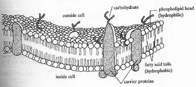 Pedi cardiology: Basic Science - Cell membrane