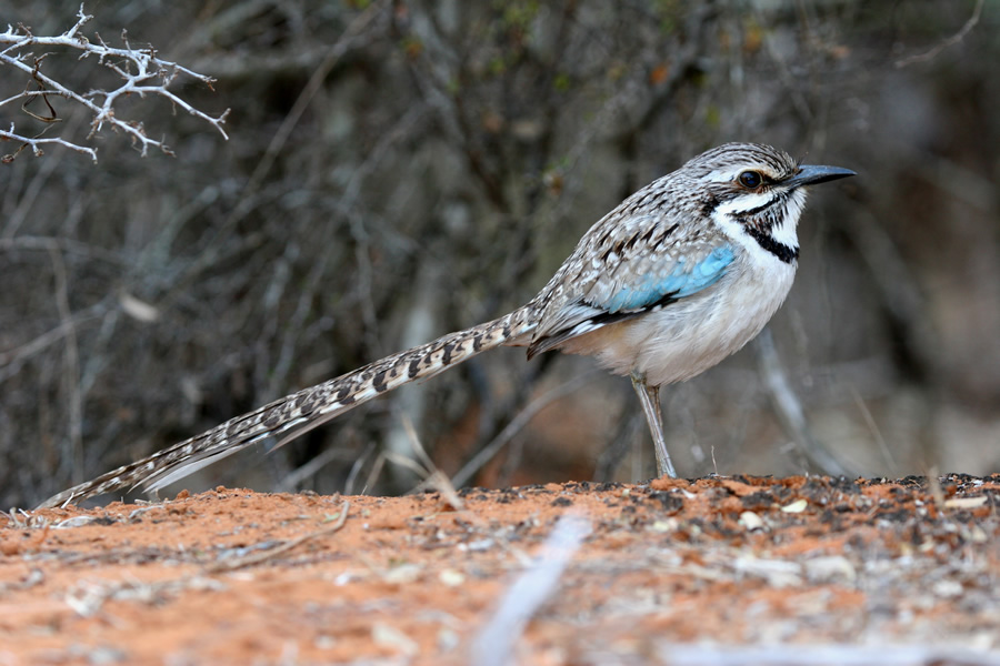 Beyond the Sidewalk: Bird Watching in Madagascar