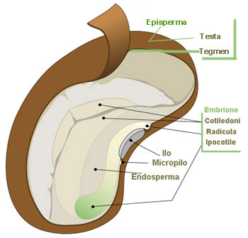 Seme delle Piante • Scuolissima.com