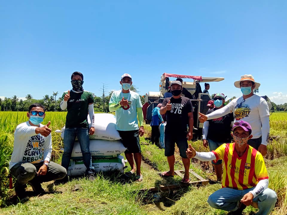 IRRI News: Green Super Rice variety surpasses 4.4 ton max yield, nets 8 ...