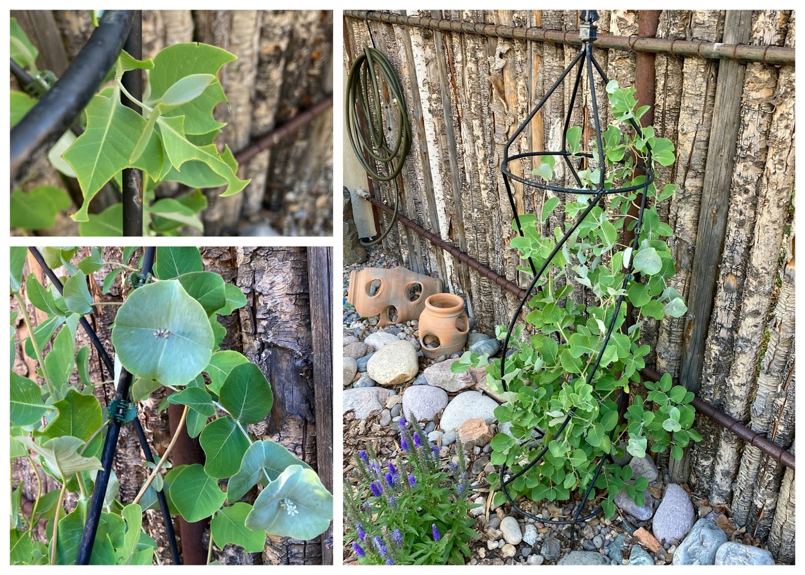 The Plants at Walking Rain: Grape Honeysuckle / Lonicera reticulata