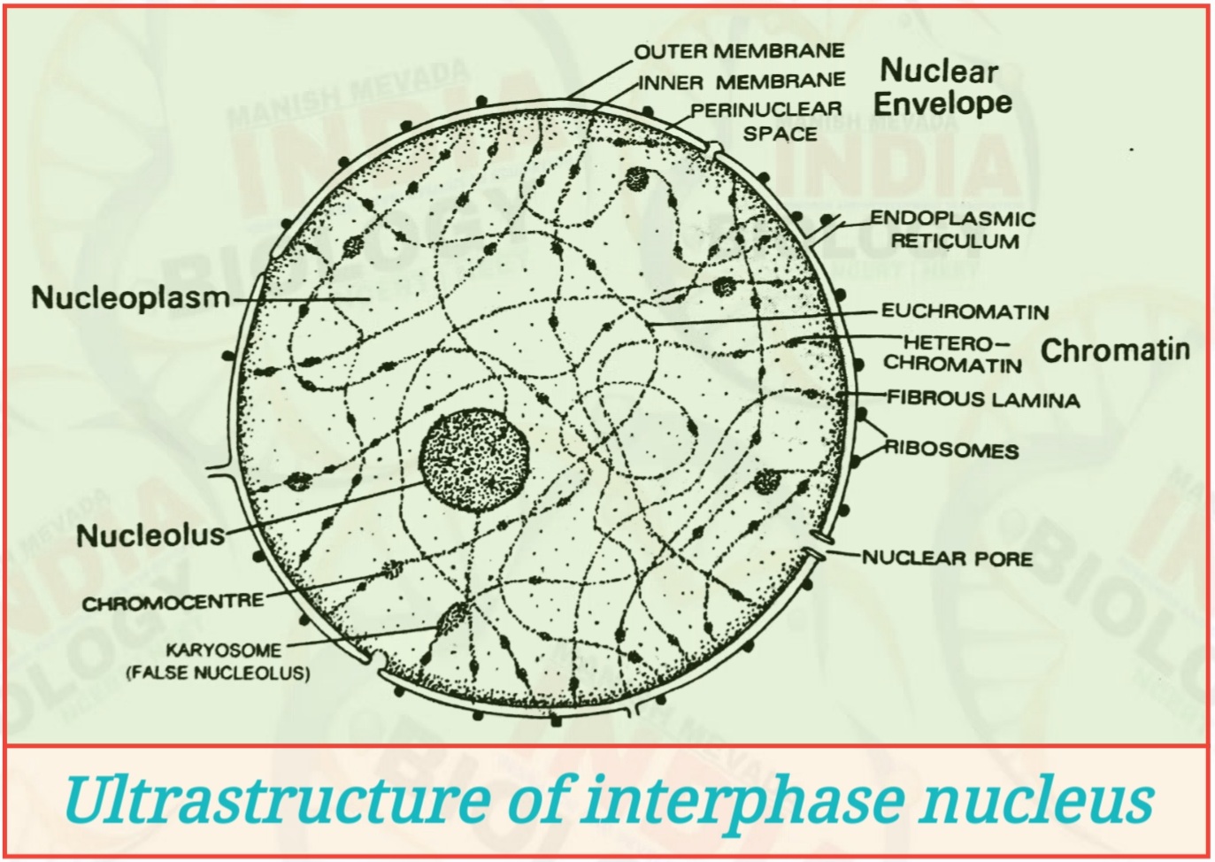 Nucleus Structure and Function | NEET BIOLOGY MATERIAL