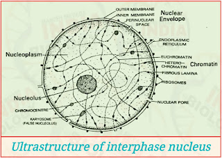 Nucleus Structure and Function | NEET BIOLOGY MATERIAL