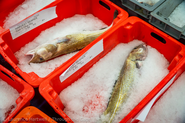 Through the Gaps! - Newlyn Fishing News: Sole searching. Cornwall UK ...