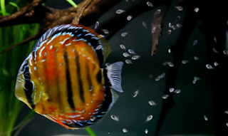 100 Discus Classification according to color and line | king fish