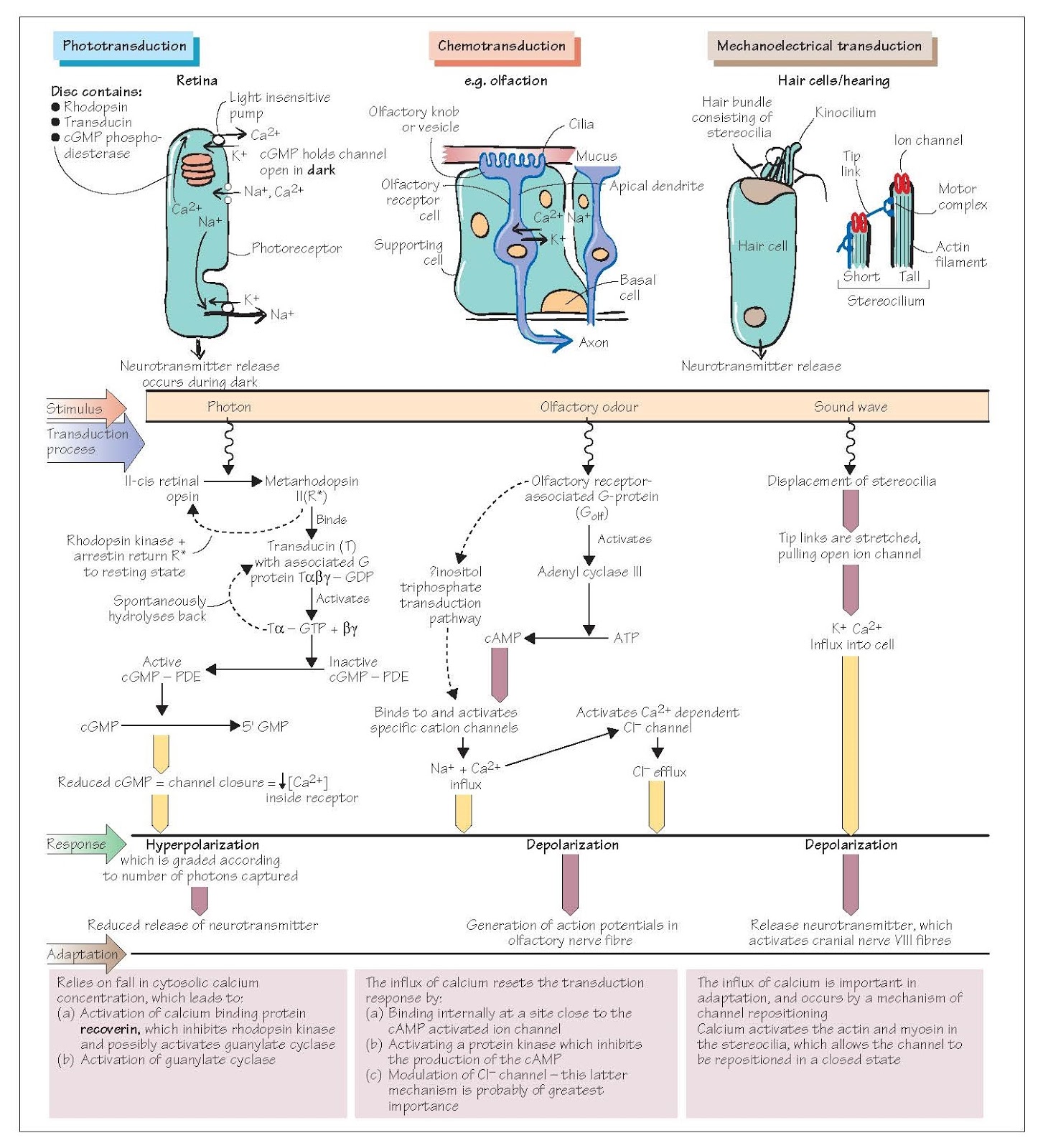 Sensory Transduction - pediagenosis