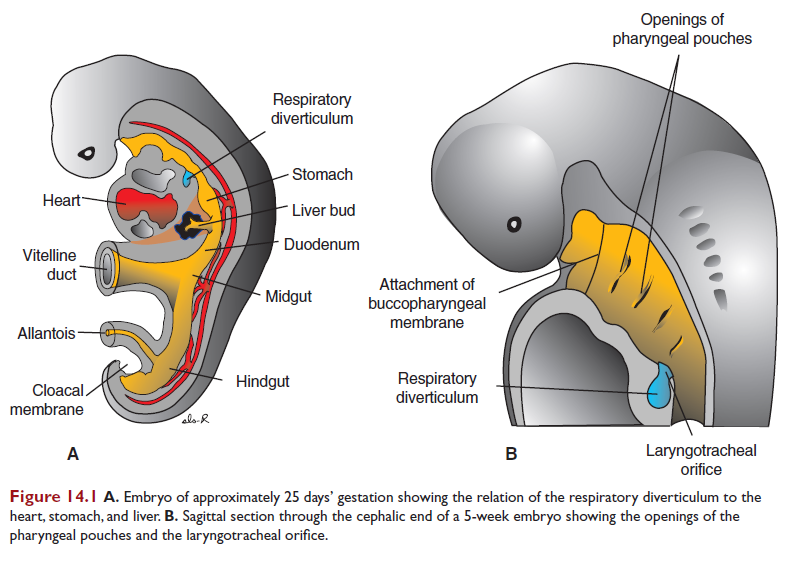Embriologi Sistem Respirasi