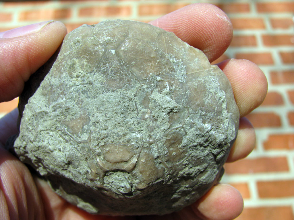 Views of the Mahantango: Eucalyptocrinus elrodi crinoid from the ...