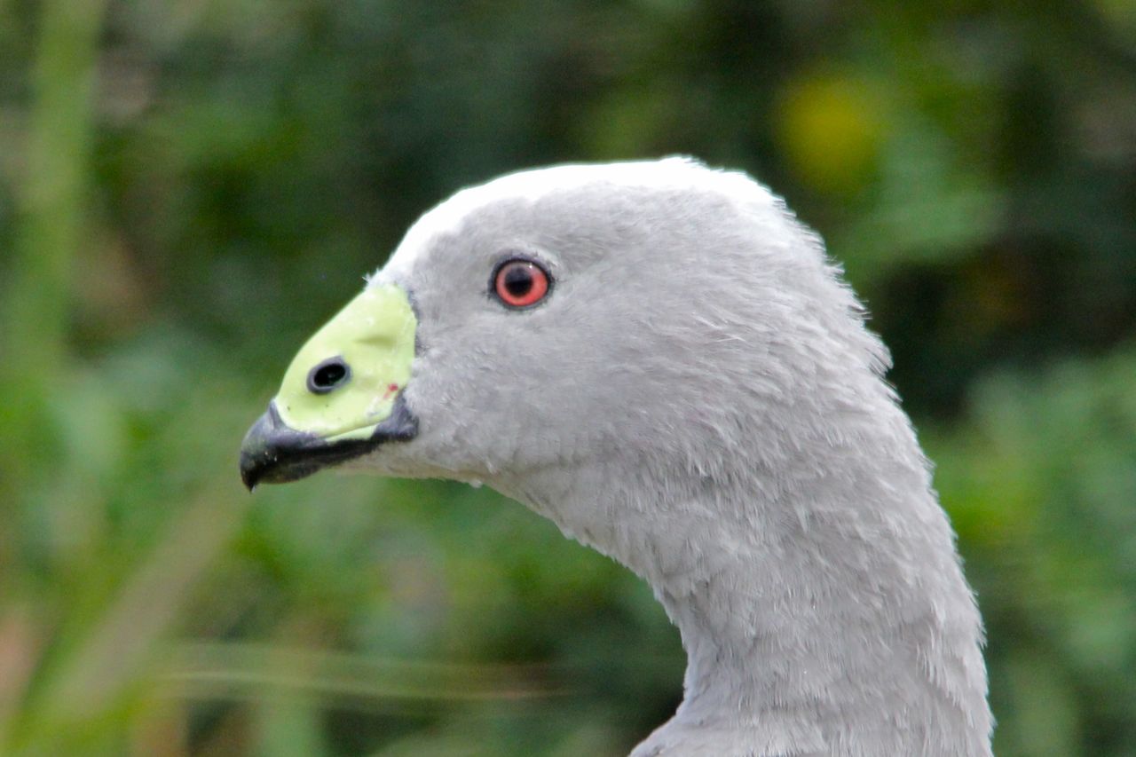 Pete's Flap Birding Aus: One of the World's Rarest Geese (the Sheep Bird)