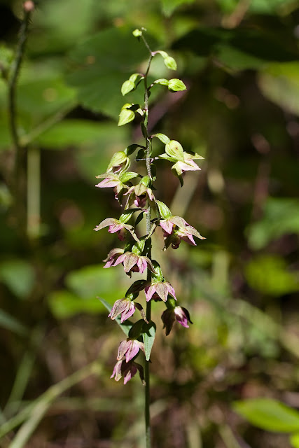 Martin's Sussex Birding Blog: Green-flowered Helleborines