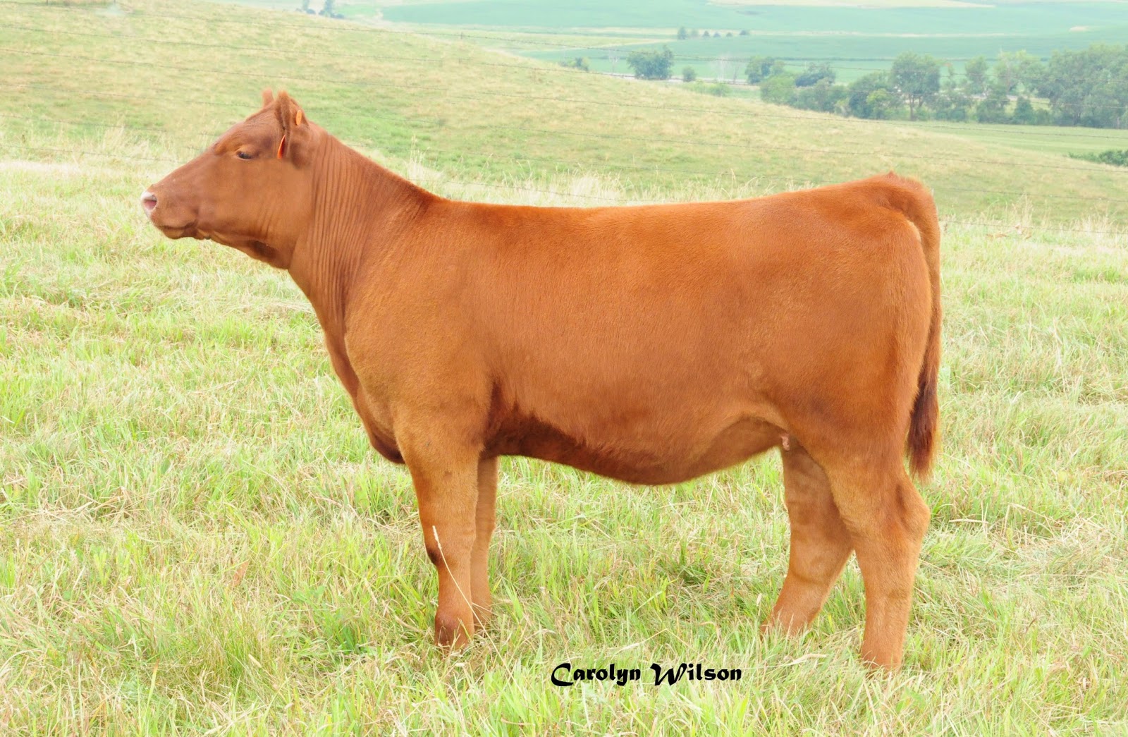 Trausch Farms: For Sale!!! PB Red Angus Heifers