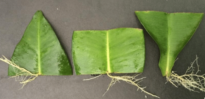 Perkembangbiakan Tanaman Secara Vegetatif Buatan - Elinotes review