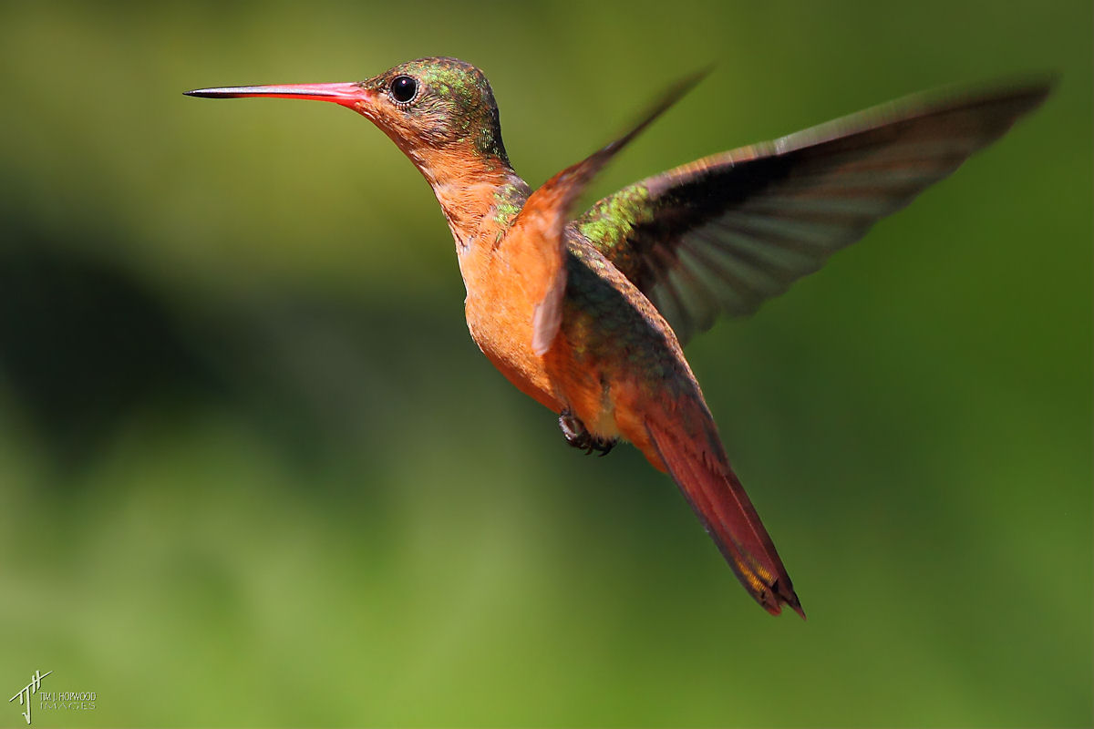 Bellas Aves de El Salvador: Amazilia rutila (colibrí canela)