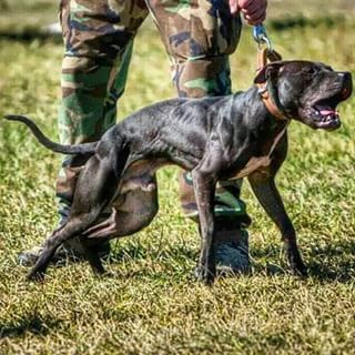 freePitbull: Standard dell'American Pit Bull Terrier e dell'American ...