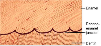 Tooth Enamel- Composition, Properties, Structure and Functions
